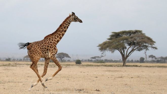 Giraffe genetic secret: Four species of tallest mammal identified - The ...