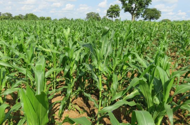 Initiative on good farming practices launched at Asesewa - The Ghana ...