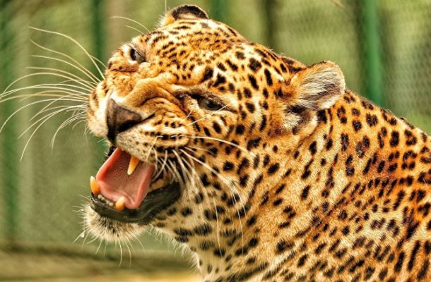 Leopard Captured After String of Deadly Attacks in India - The Ghana ...