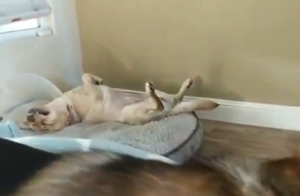Cute Dog Sleeping in Hilariously Awkward Upside Down Position - The ...