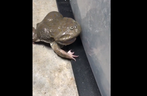 Alarm Kicks In: Sad Frog Screams Hilariously When Someone Touches It ...