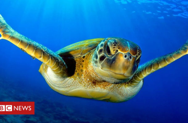 Turtle meat - the ultimate survival diet? - The Ghana Guardian News