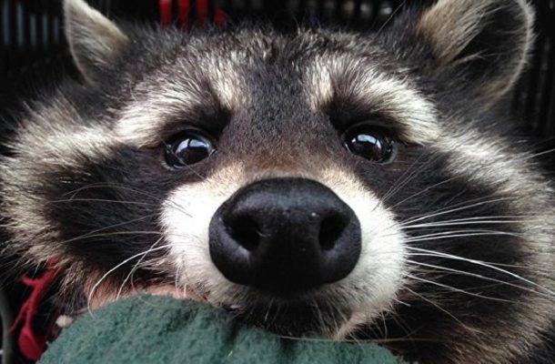 'RIP in Space': 'Guardians of the Galaxy' Real Life Model Oreo the ...