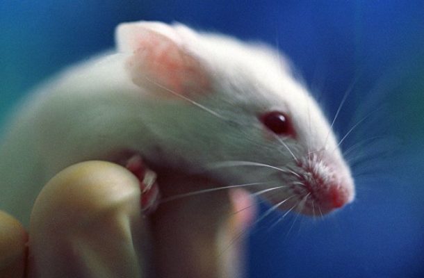 Twitter Terrified After Learning Scientists Creating Mice With Infrared ...