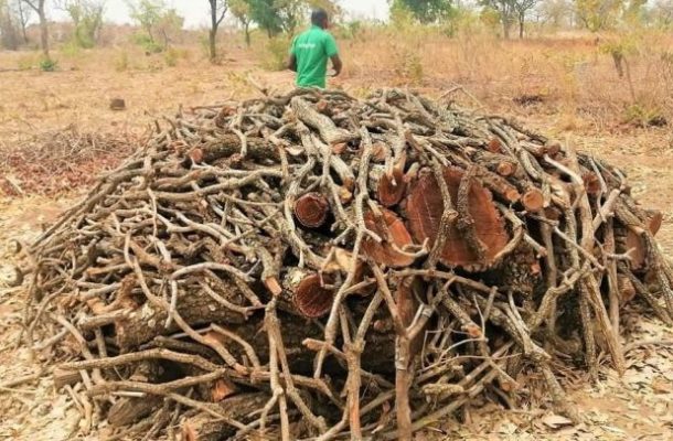 Shea trees gradually being destroyed in Northern Ghana - The Ghana ...