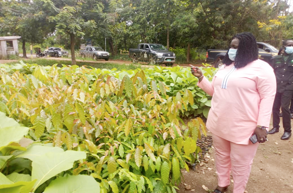 Green Ghana initiative: Bono, Ahafo regions to plant 420,000 trees ...