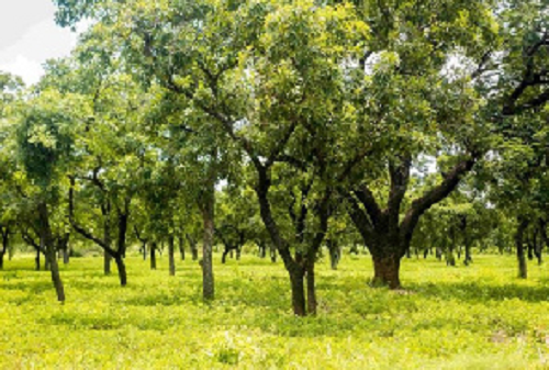Green Ghana Project to plant 20 million trees 2022 - The Ghana Guardian ...